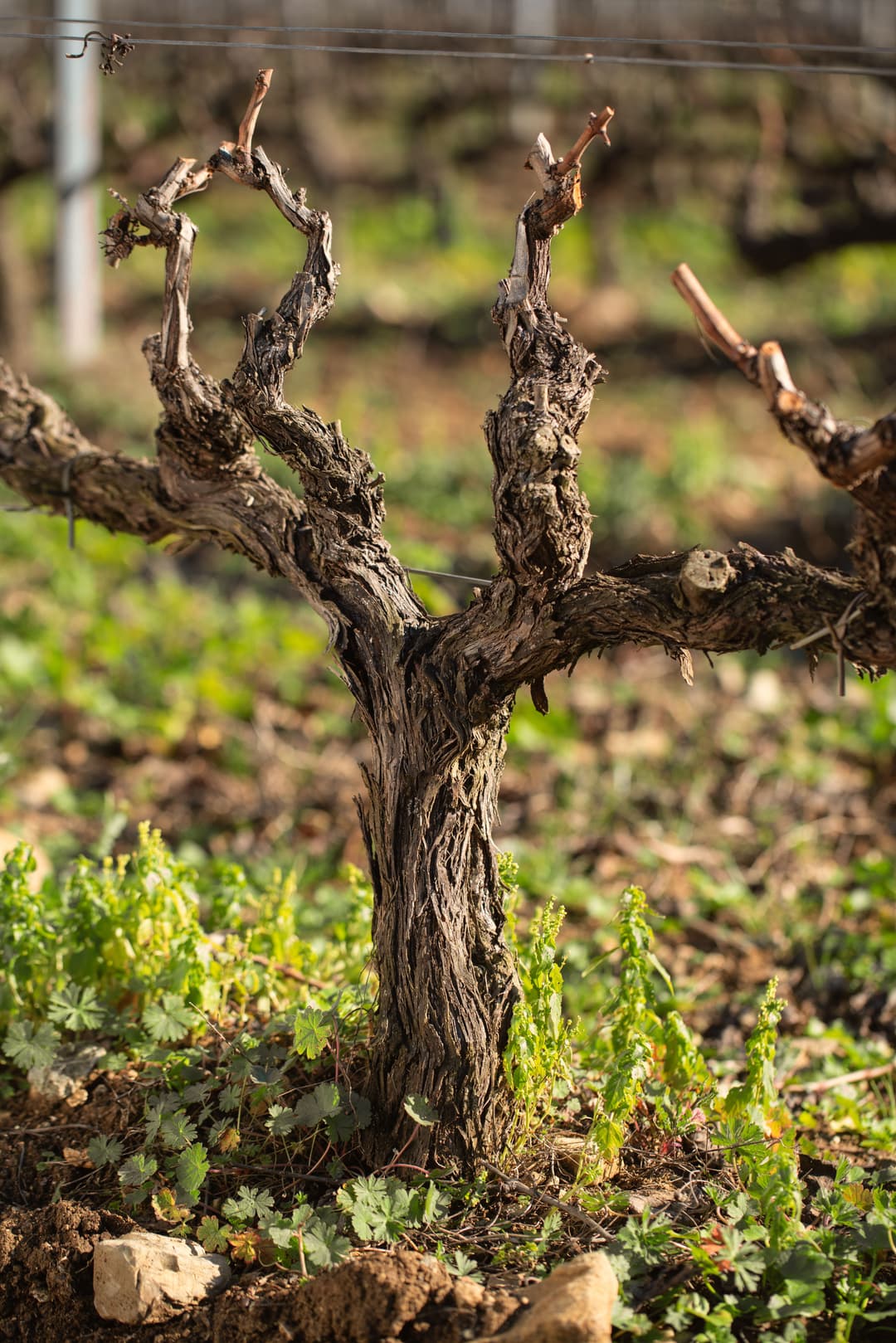 Vini di Tenuta San Guido