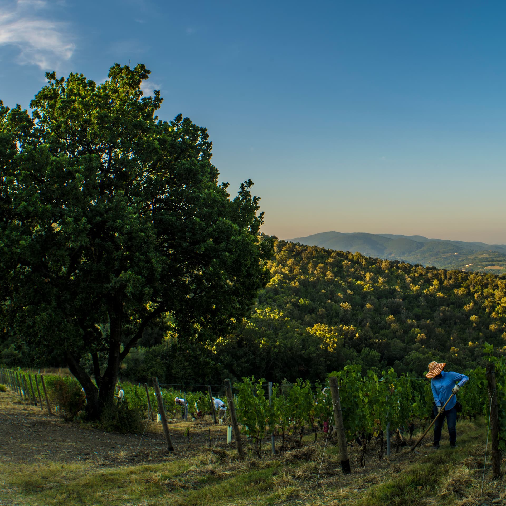 History - Tenuta San Guido